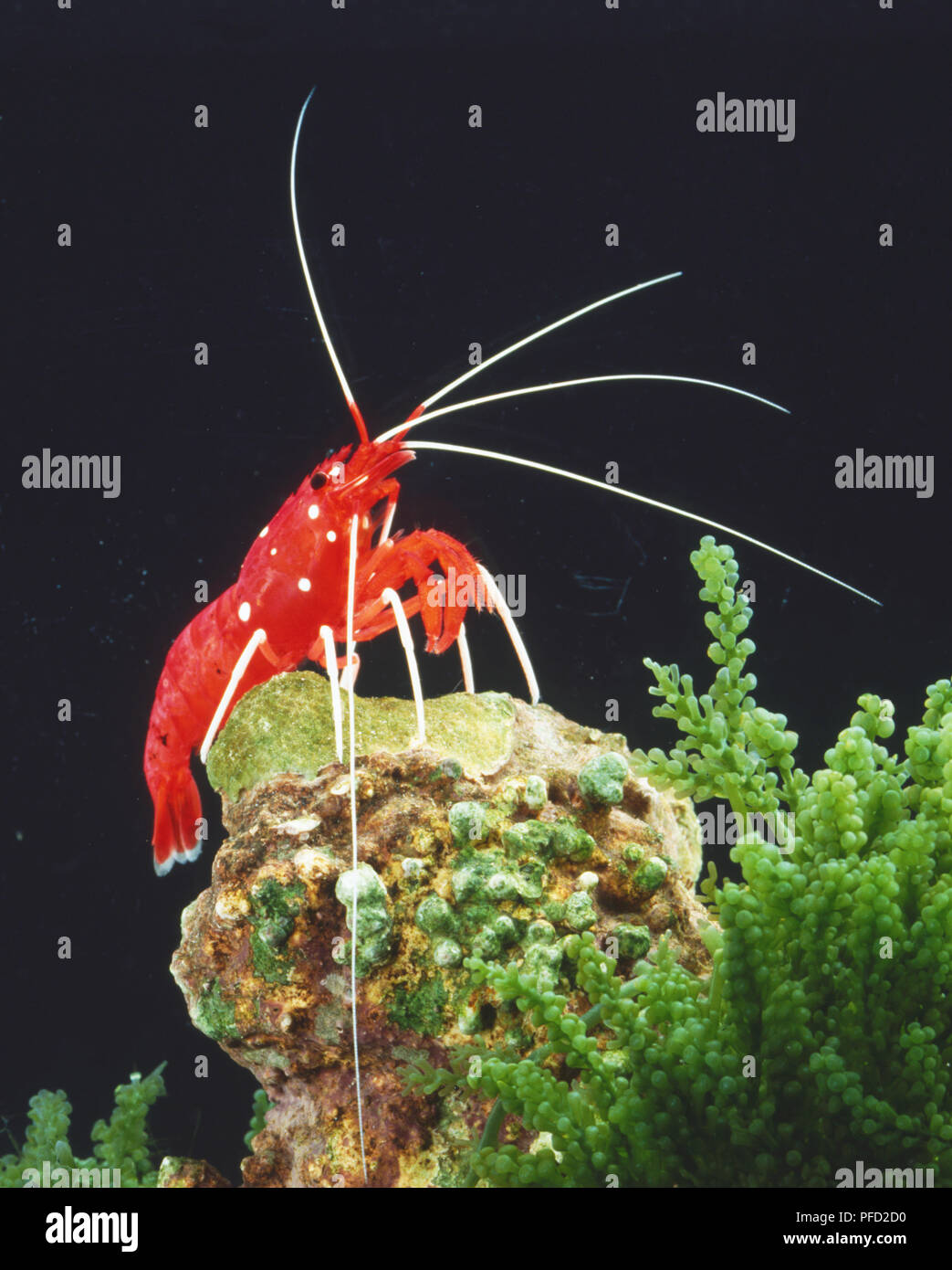 Lysmata debelius, Strawberry Shrimp, bright red exoskeleton, large ...