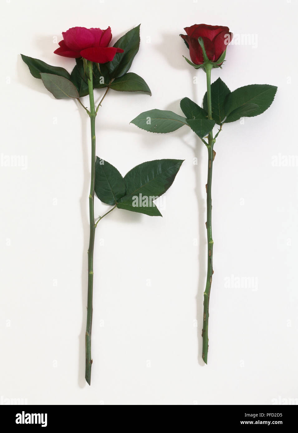 Roses deep hi-res stock photography and images - Alamy