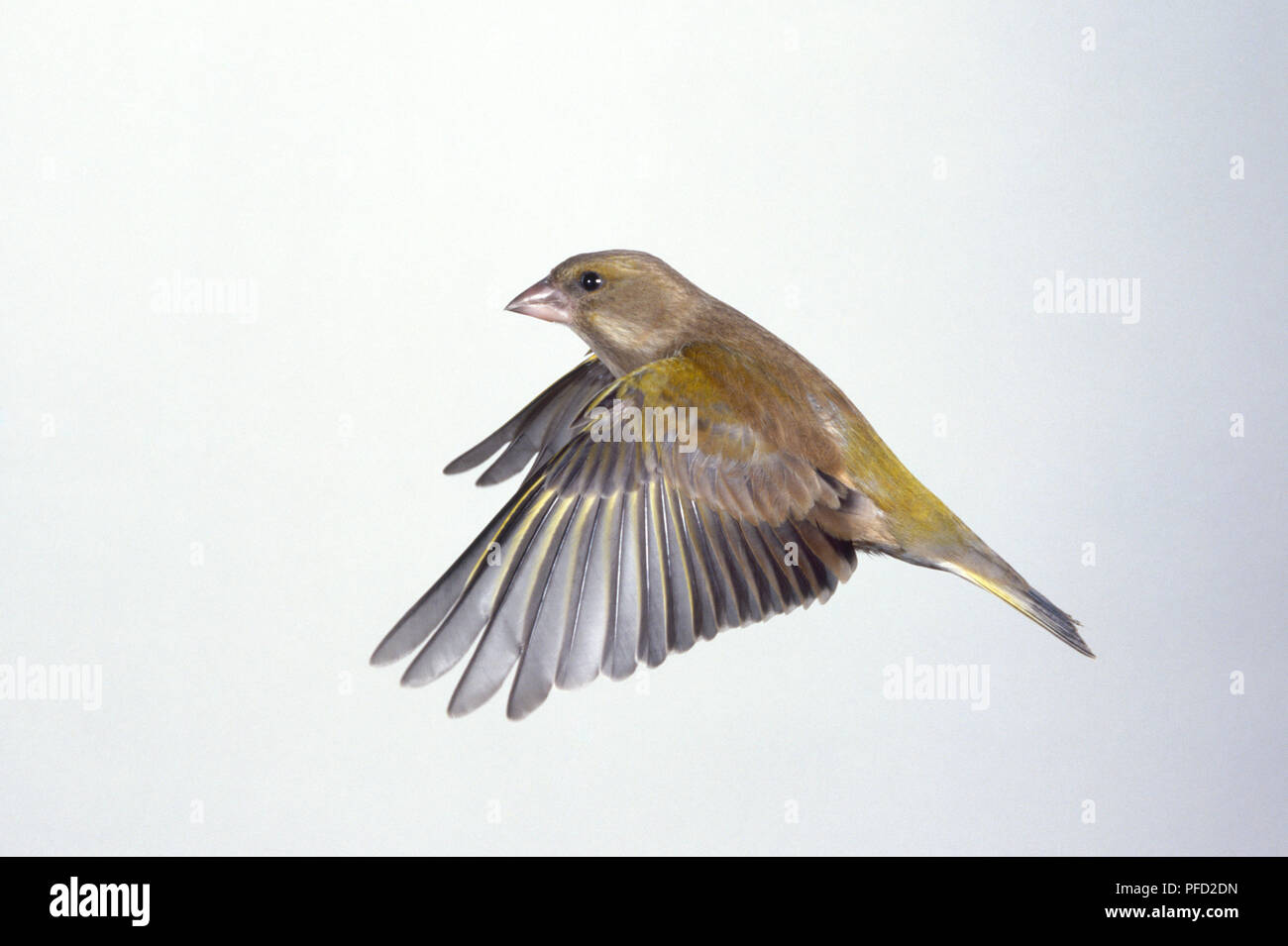 Greenfinch (Carduelis chloris), bird in flight Stock Photo - Alamy