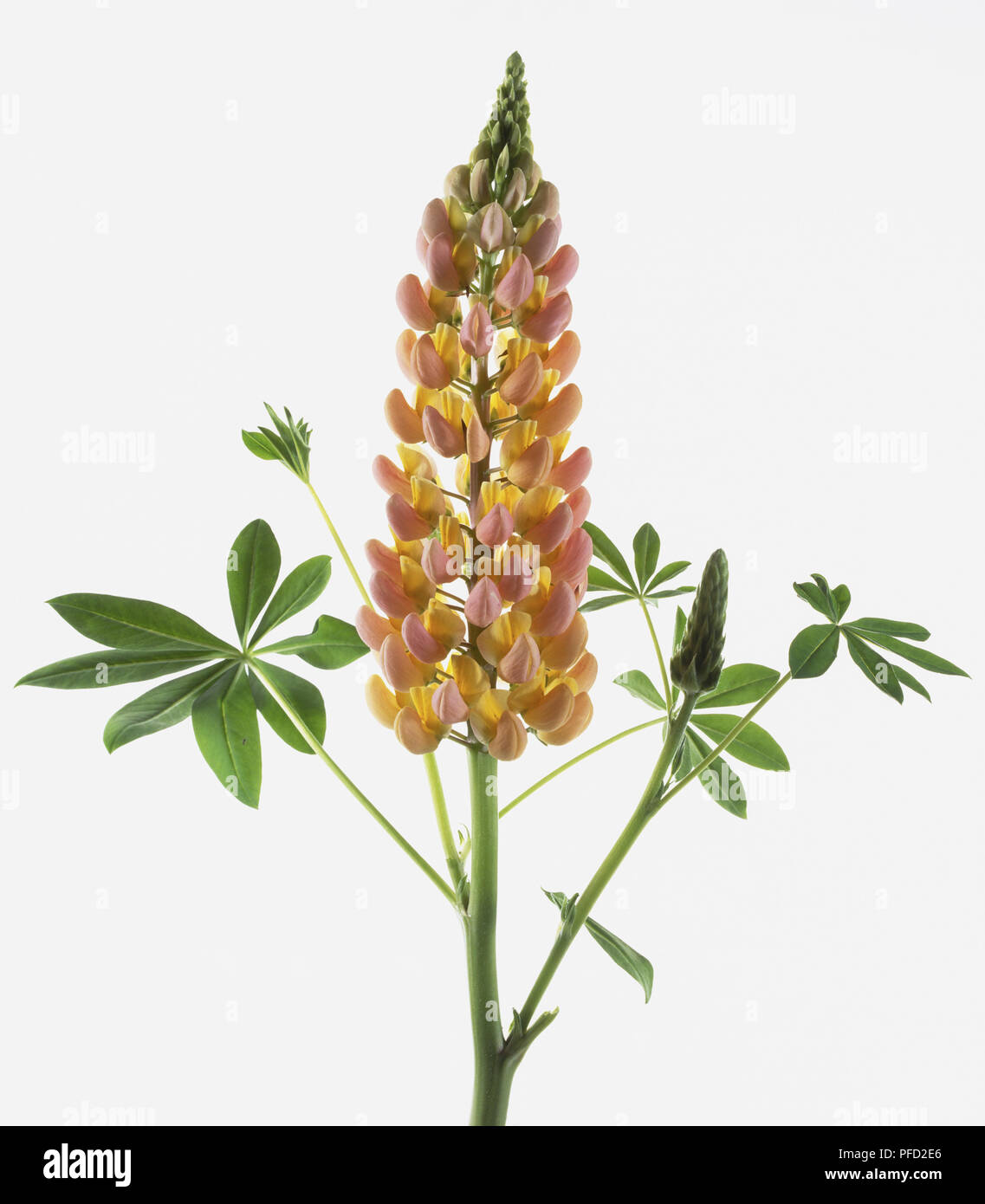Lupin lupinus sp leaves hi-res stock photography and images - Alamy
