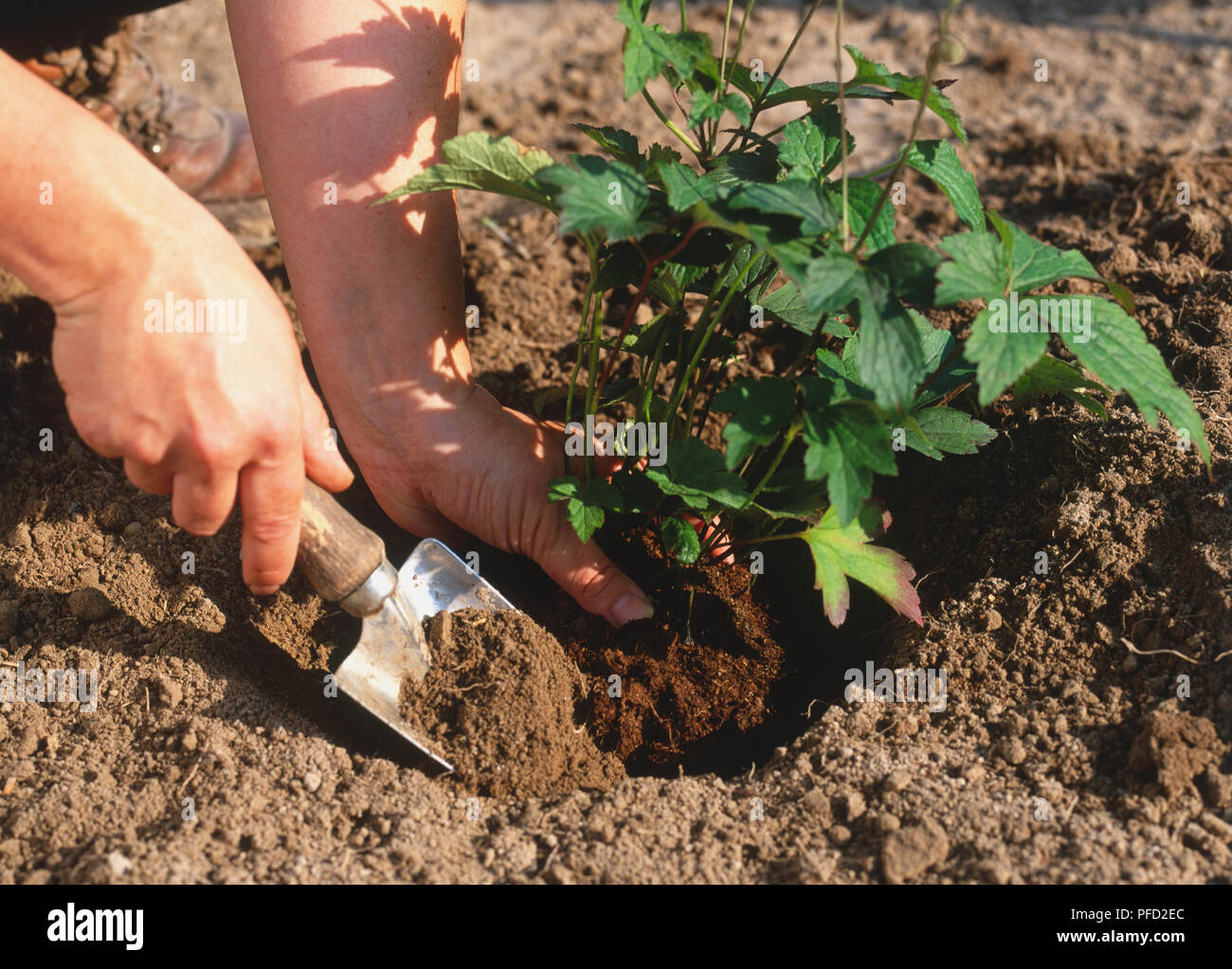 Planting methods hi-res stock photography and images - Alamy