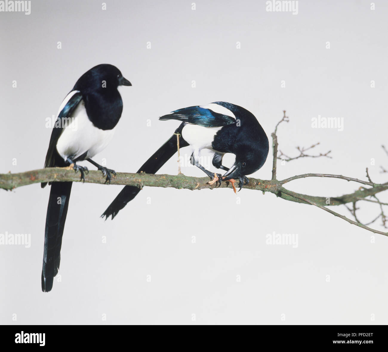 Two Black-billed Magpies, Picca pica, sitting on a branch, one chewing ...