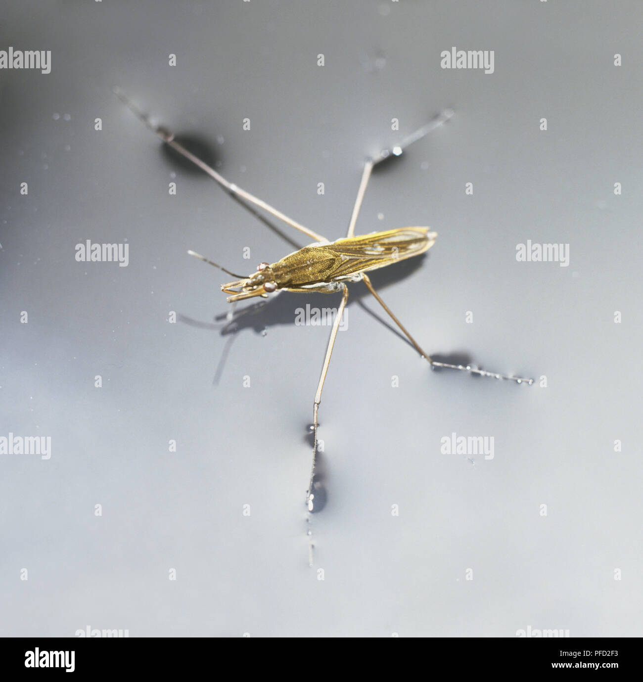 Insects anatomy hi-res stock photography and images - Alamy