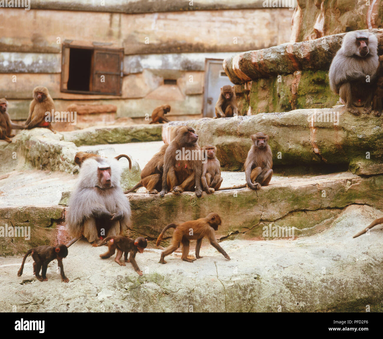 Animal family group hi-res stock photography and images - Alamy
