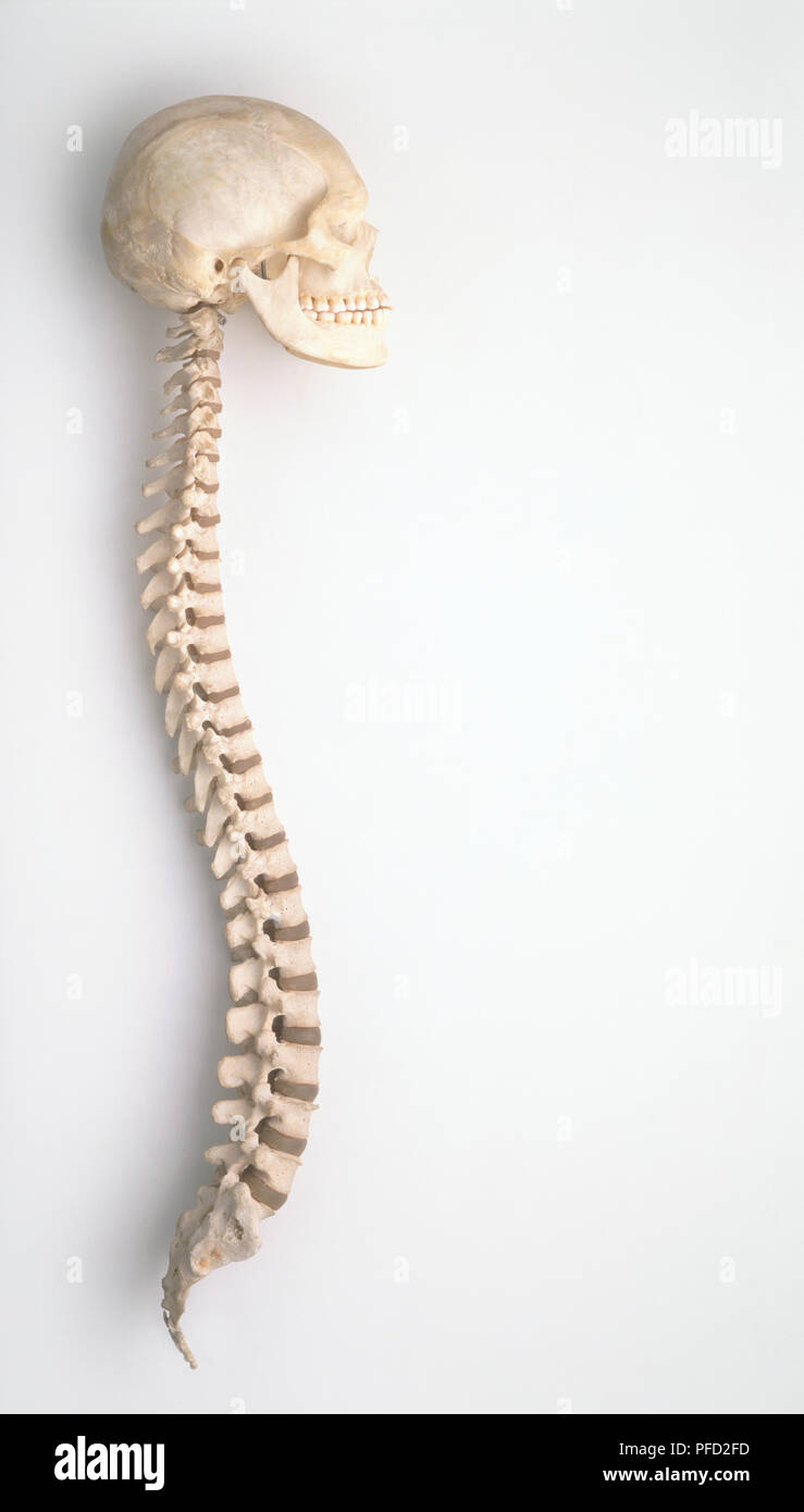 Human skull and spine, close-up Stock Photo - Alamy