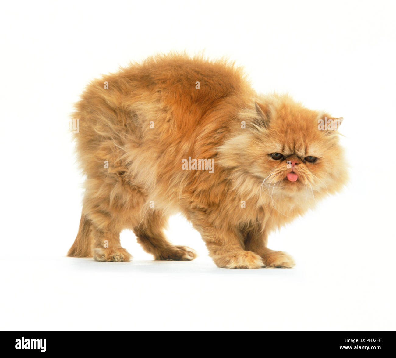 Furry ginger cat sticking its tongue out, looking at camera Stock Photo ...