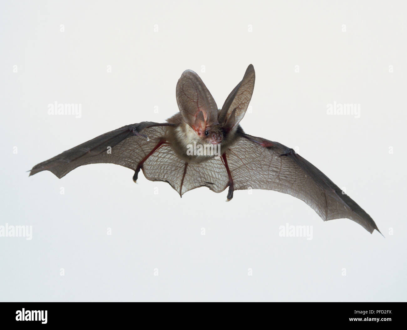 Long-eared Bat (plecotus austriacus) in flight Stock Photo - Alamy