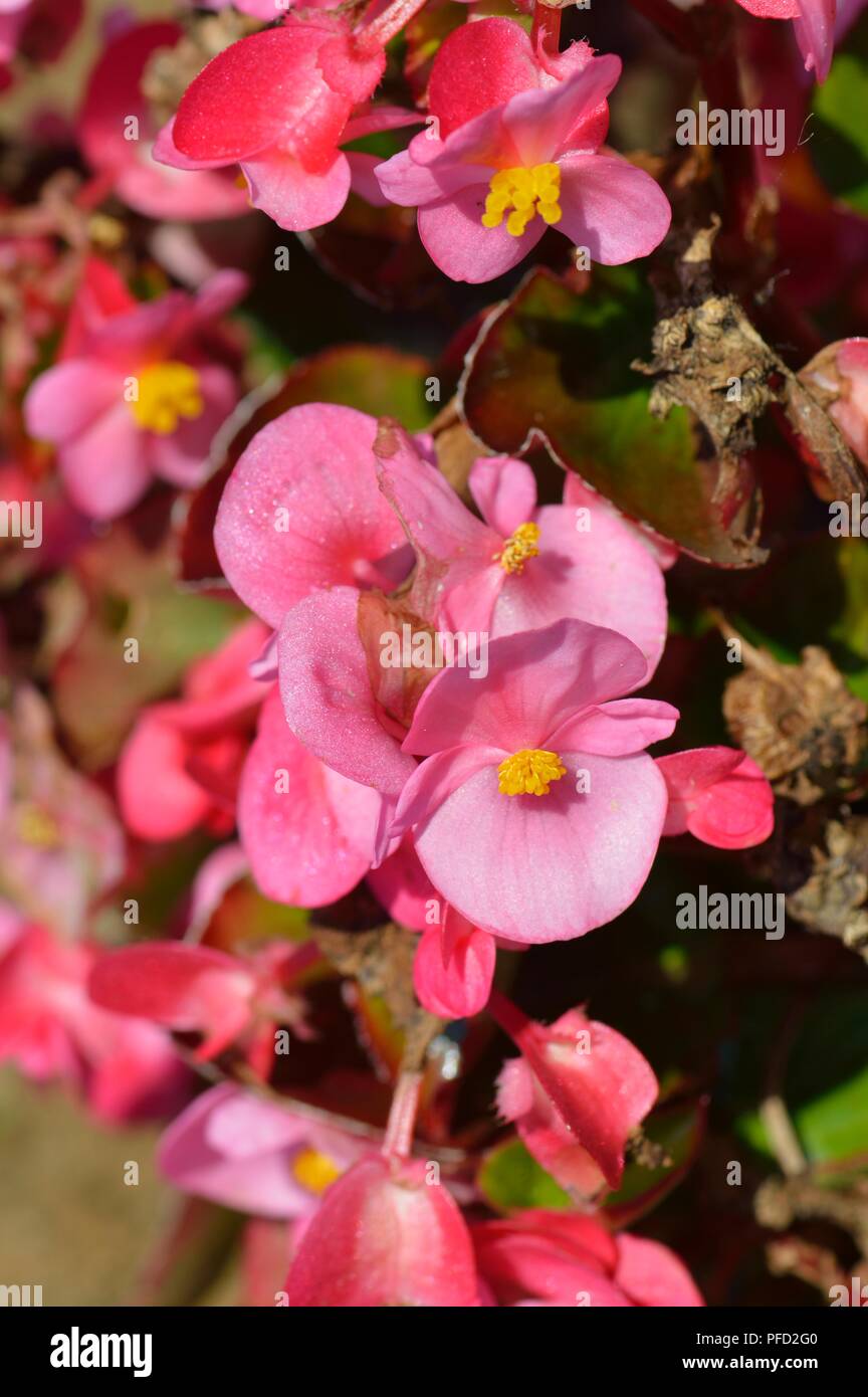 Begonia f1 heaven red hi-res stock photography and images - Alamy