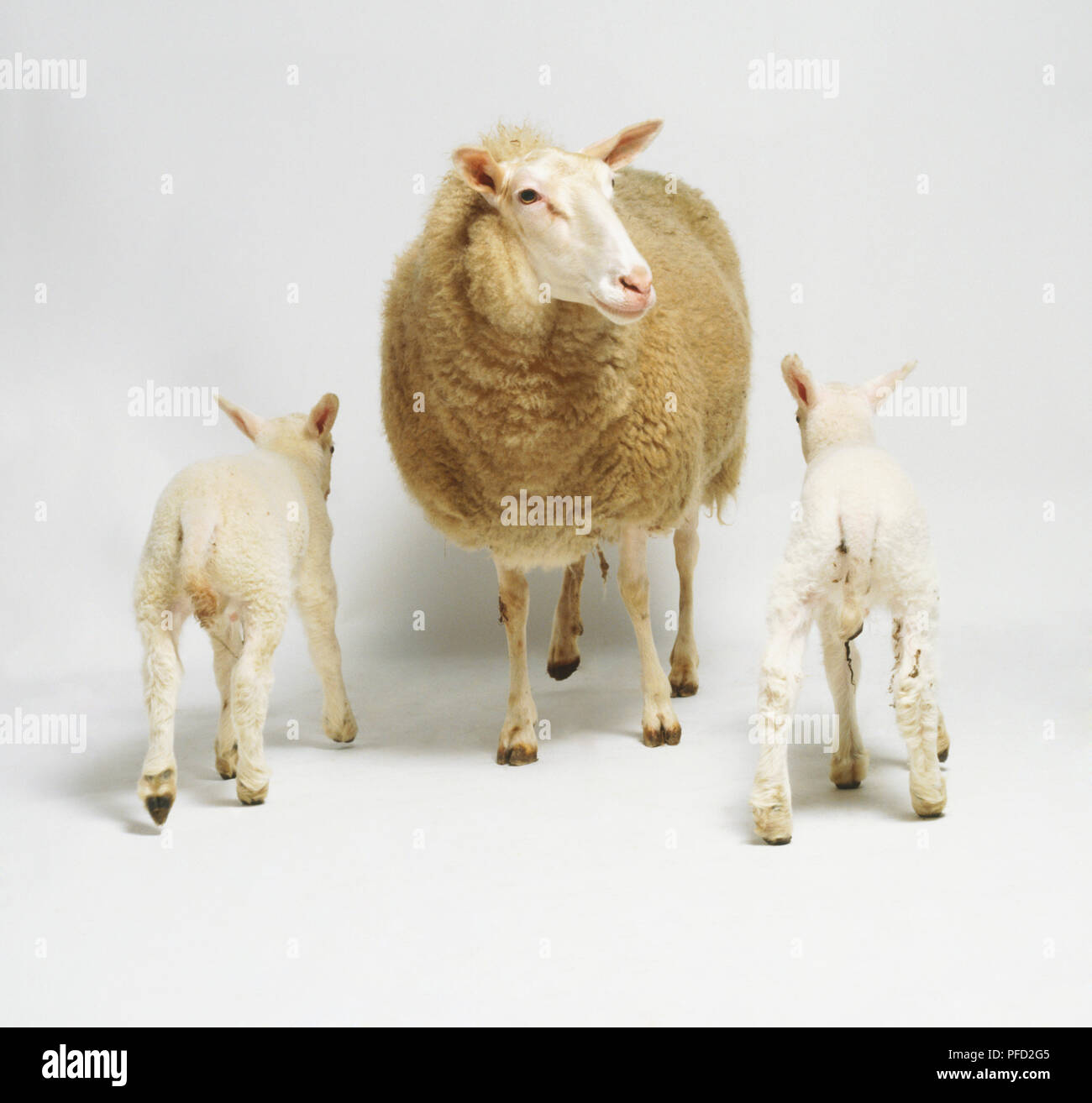 Front view of an ewe (Ovis aries) flanked by two lambs seen from behind ...