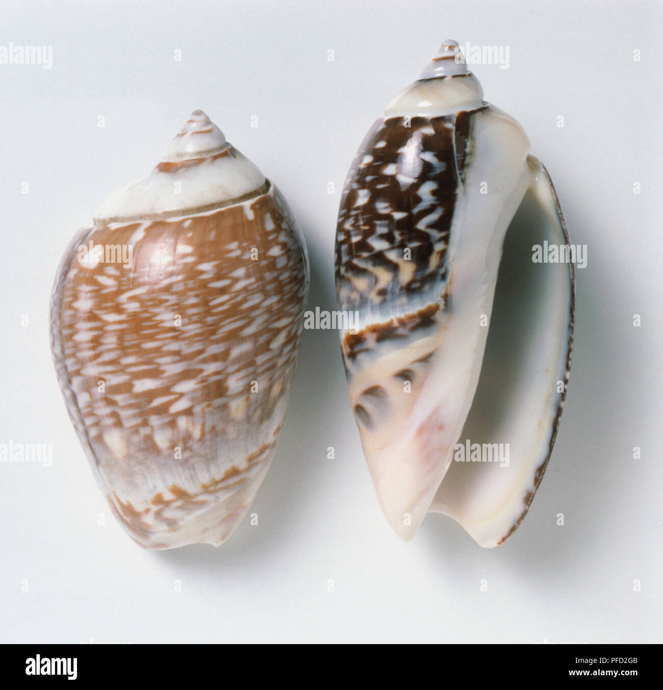 Ovate body hi-res stock photography and images - Alamy