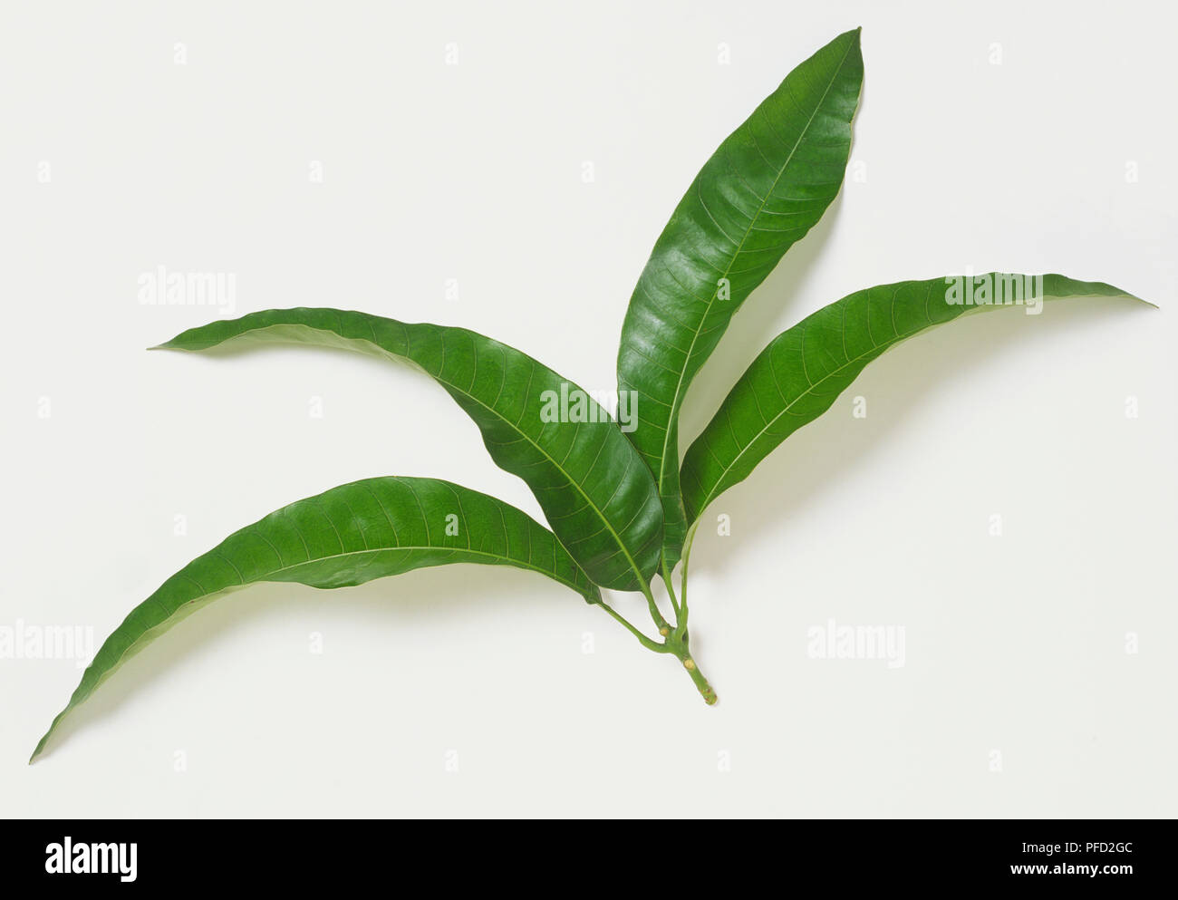 Mangifera indica, Mango tree leaves Stock Photo - Alamy