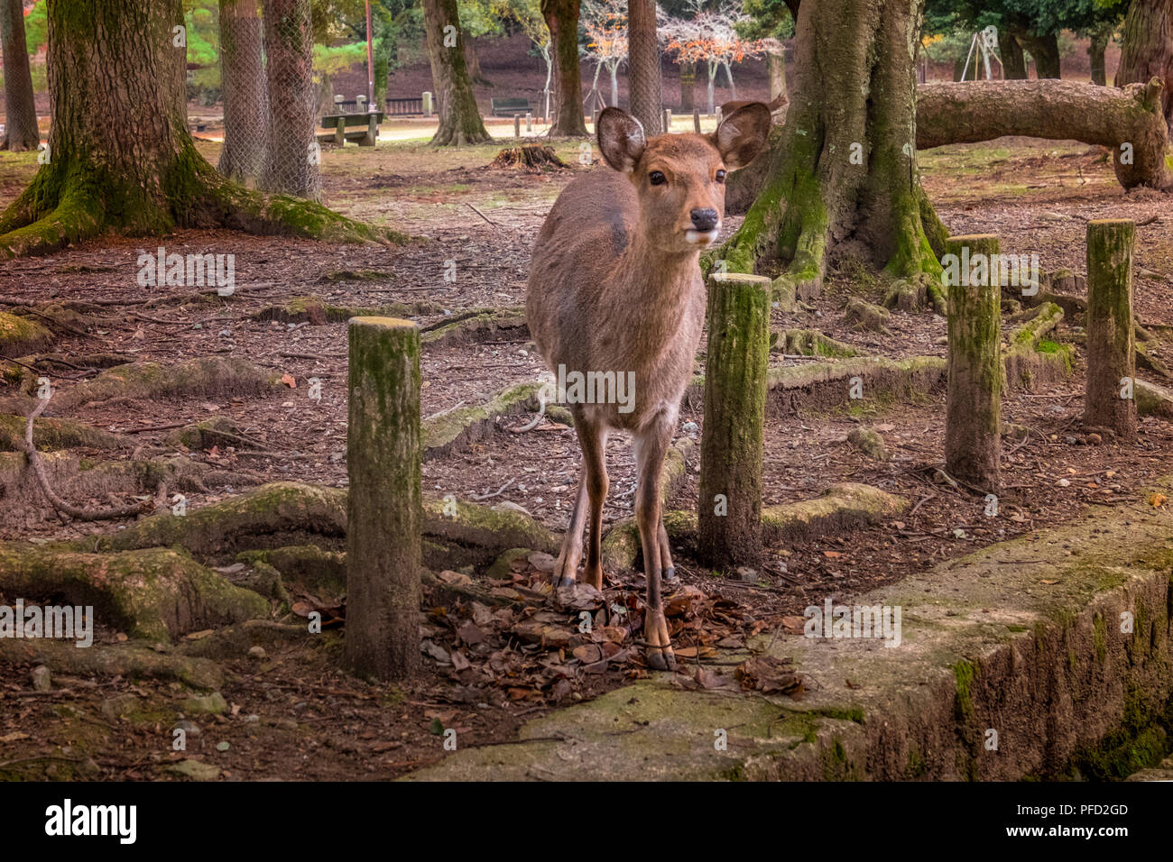 Deers in Kasuga Taisha, Nara, Kansai, Japan Stock Photo - Alamy