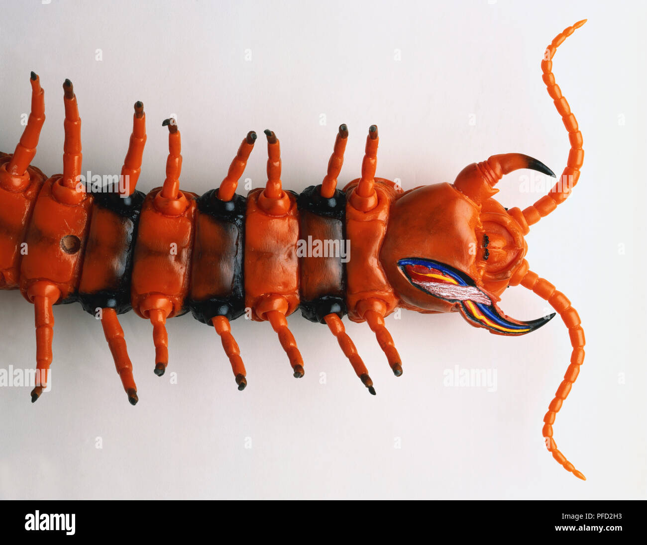 Venom Glands High Resolution Stock Photography and Images - Alamy