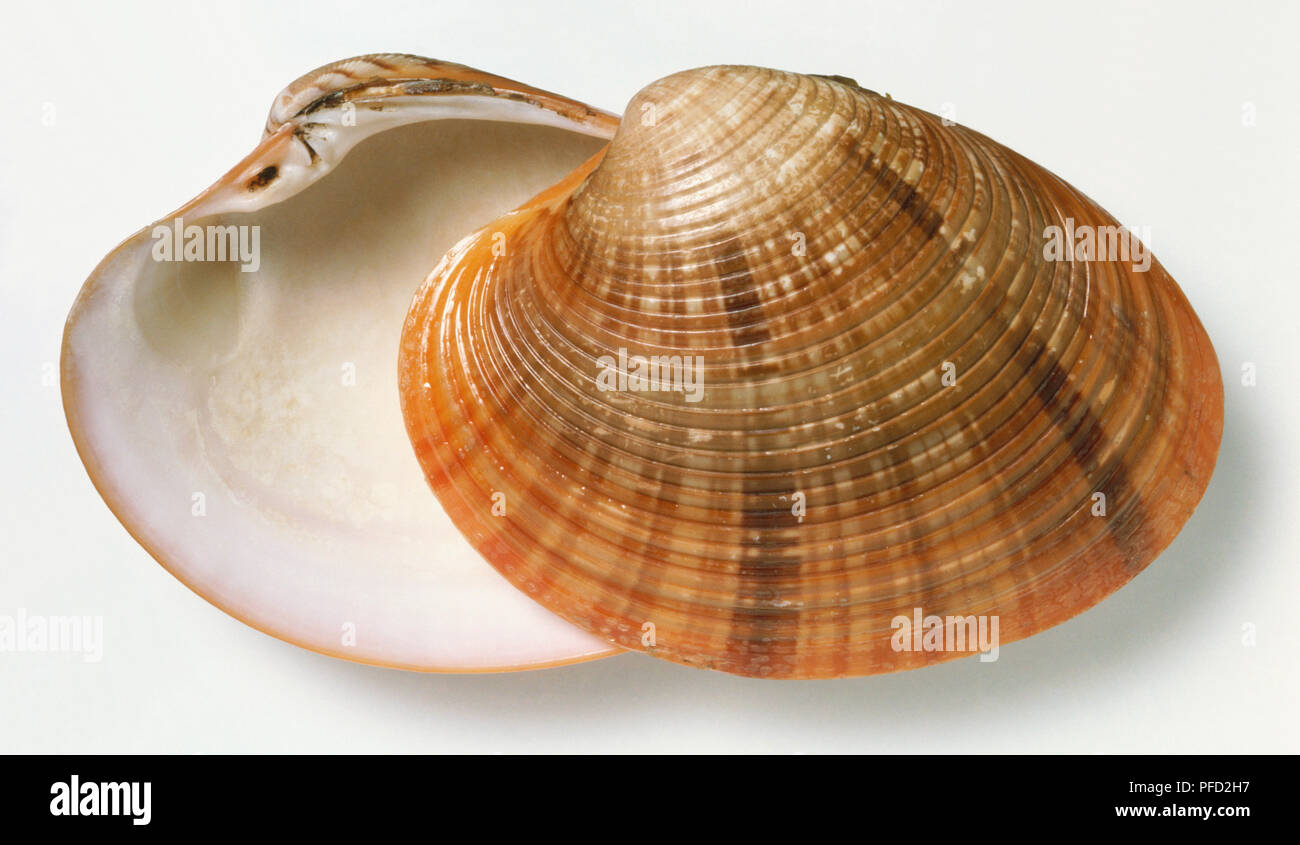 Opened Red Callista shell (Callista erycina), close up Stock Photo - Alamy