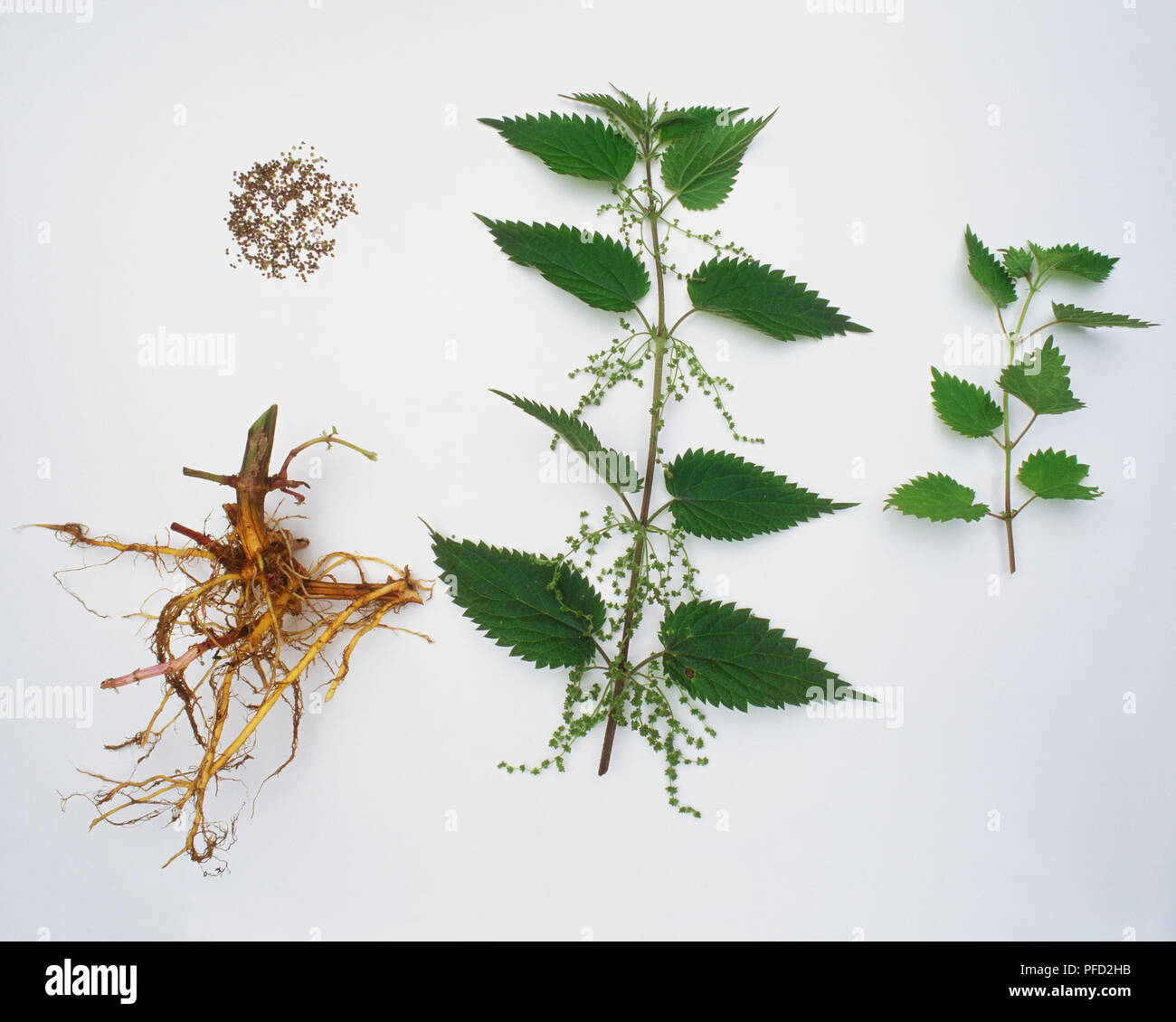 Urtica dioica, Stinging Nettle rhizome and leaves Stock Photo - Alamy