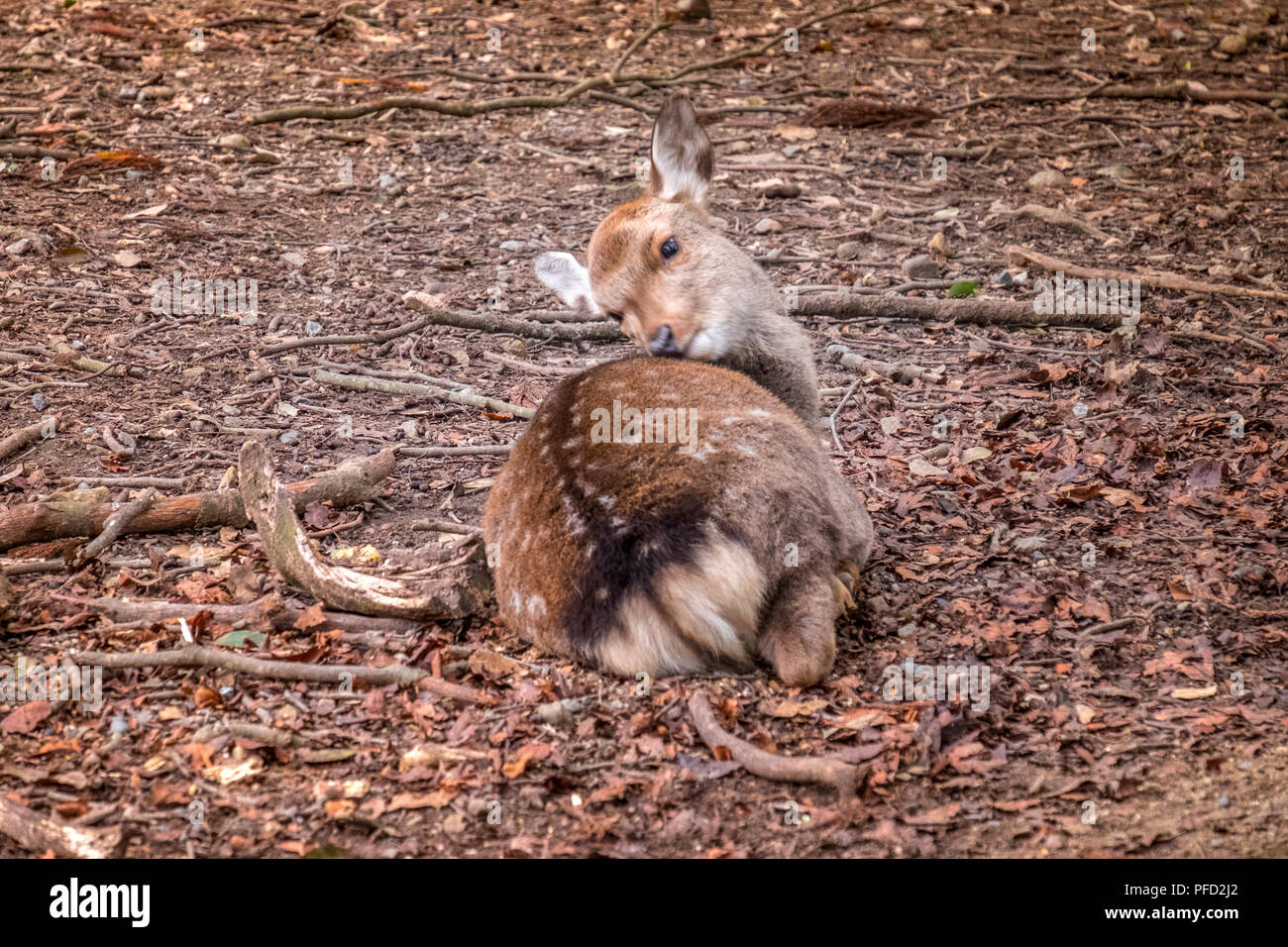 Deers in Kasuga Taisha, Nara, Kansai, Japan Stock Photo - Alamy