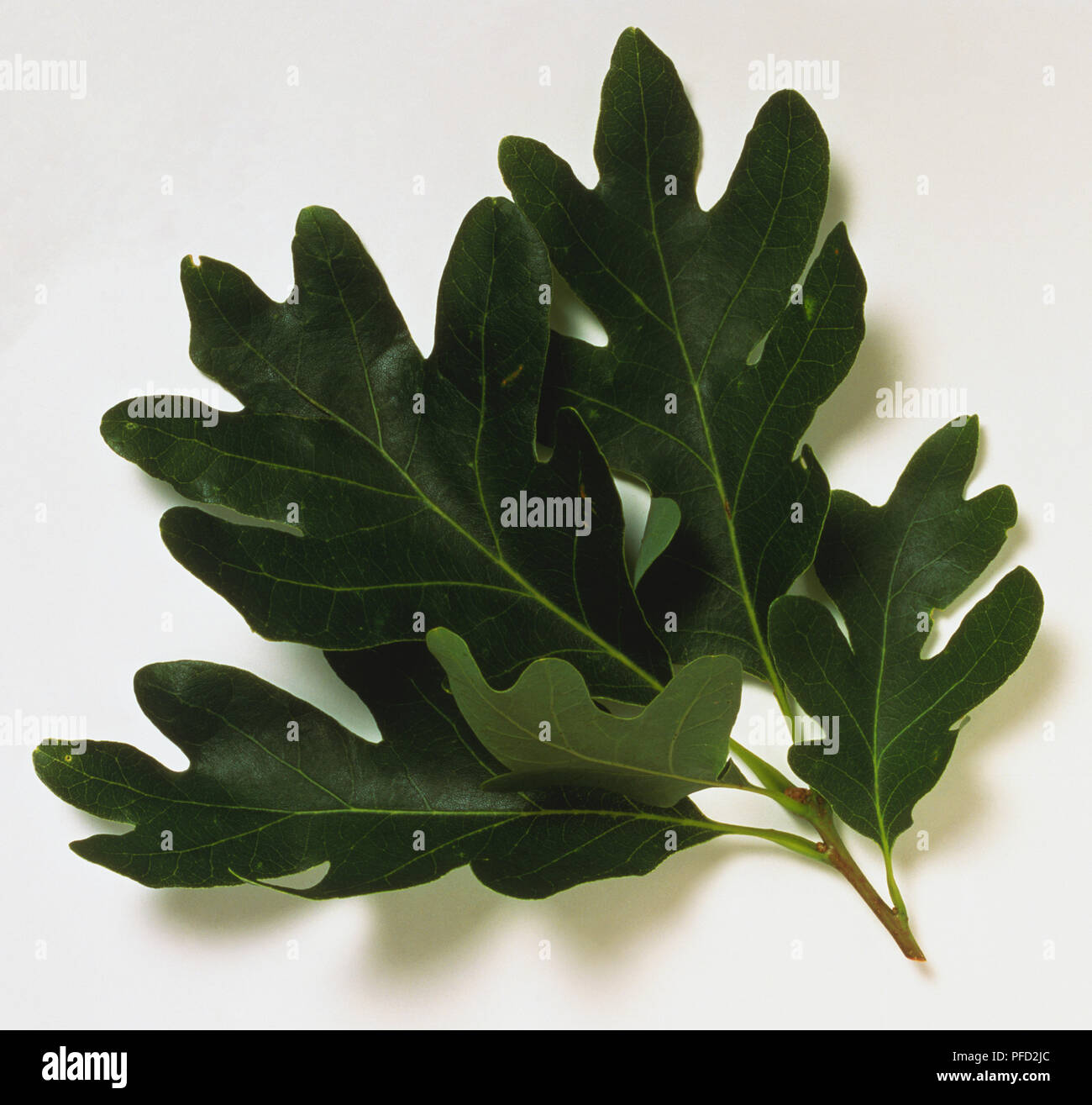 Quercus, Oak leaves Stock Photo - Alamy