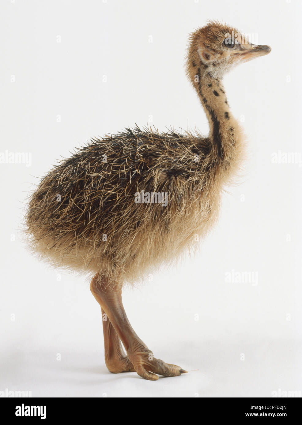 Fluffy Ostrich chick standing Stock Photo - Alamy