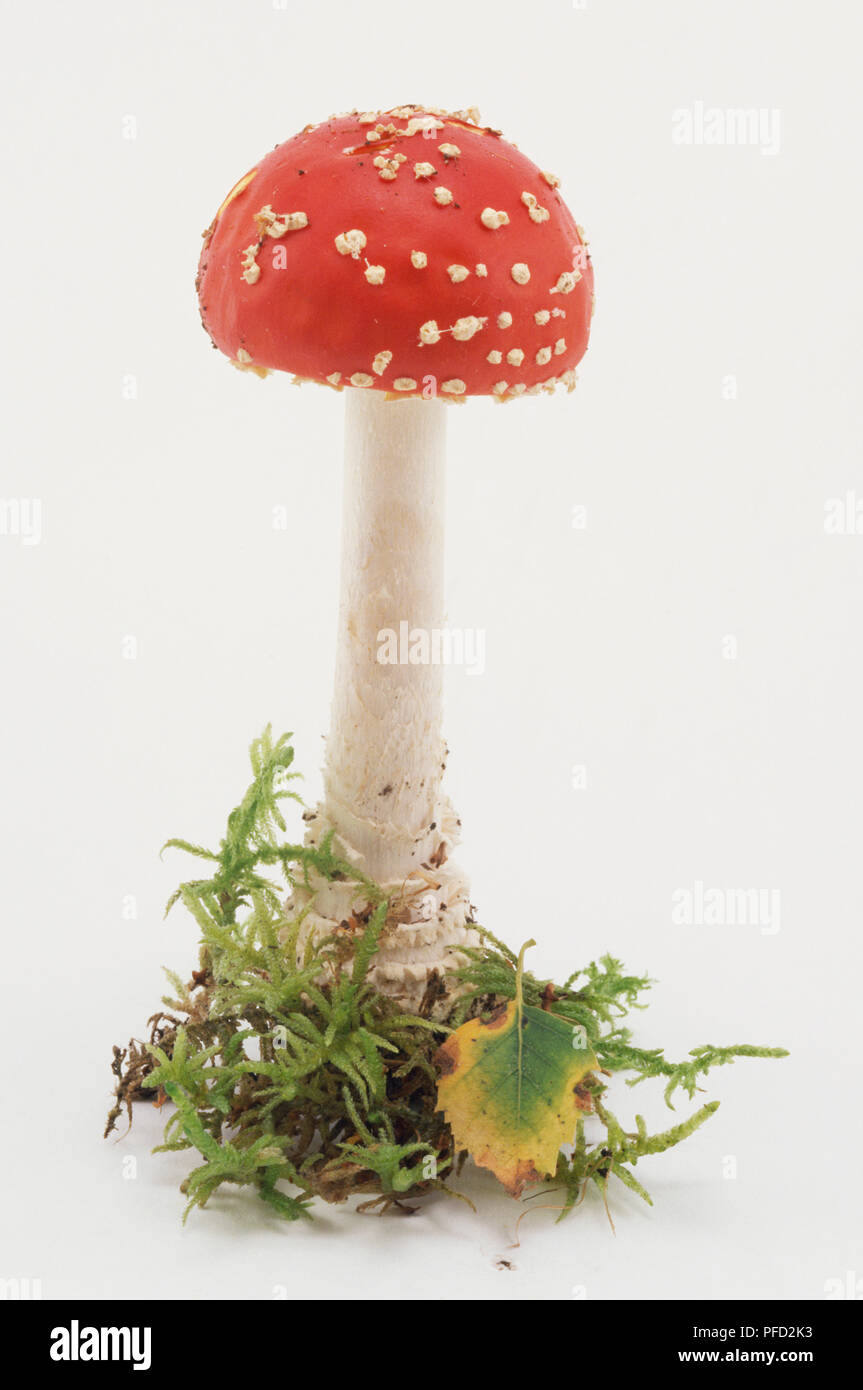 Fly Agaric Mushroom, Amanita muscaria Stock Photo - Alamy