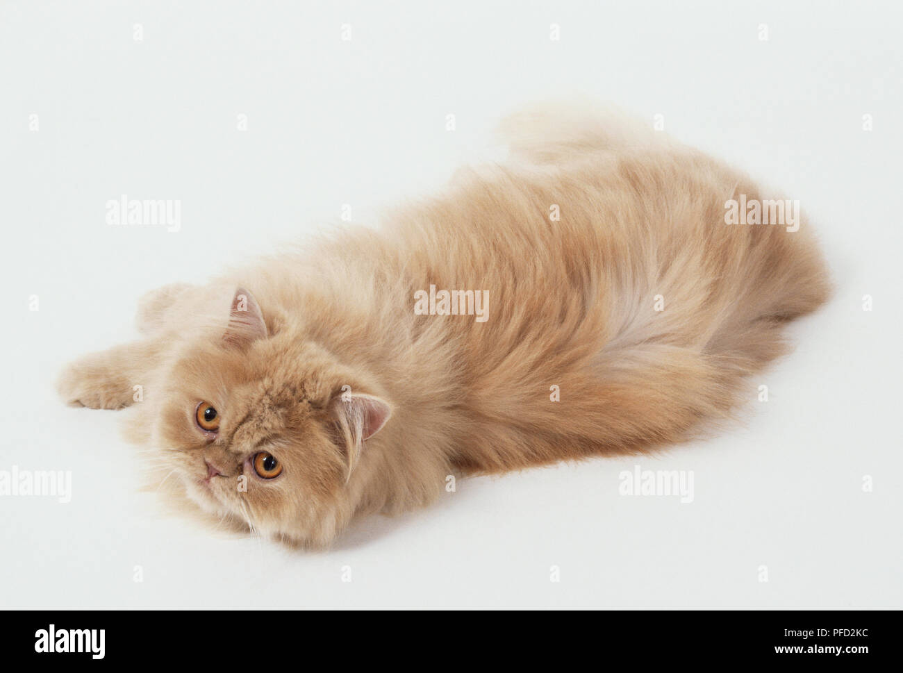 Red Cameo Persian Cat