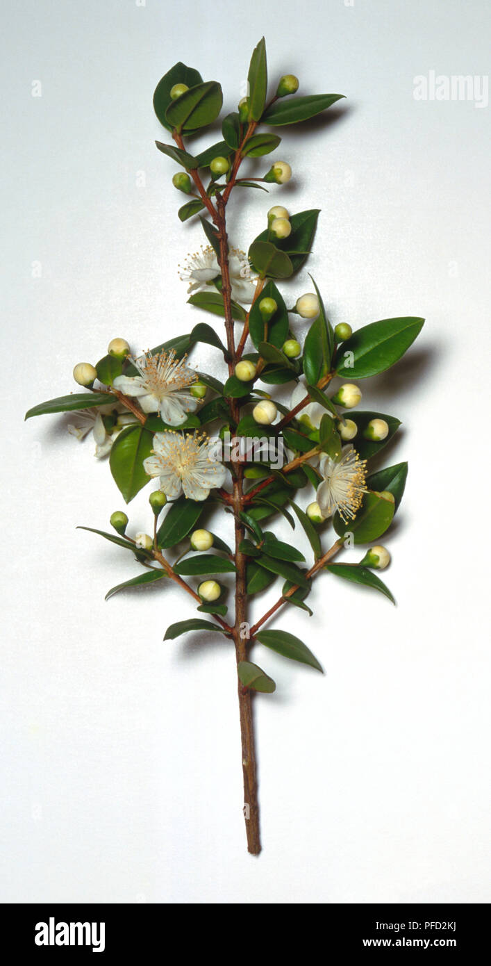 Myrtus communis, Myrtle, densely branching stems with dark green ...