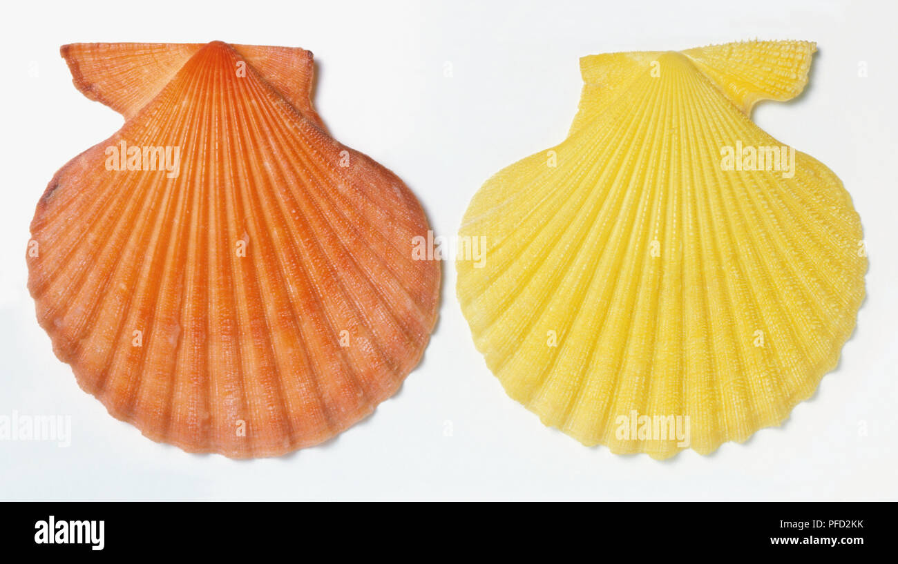 Chlamys australis hi-res stock photography and images - Alamy