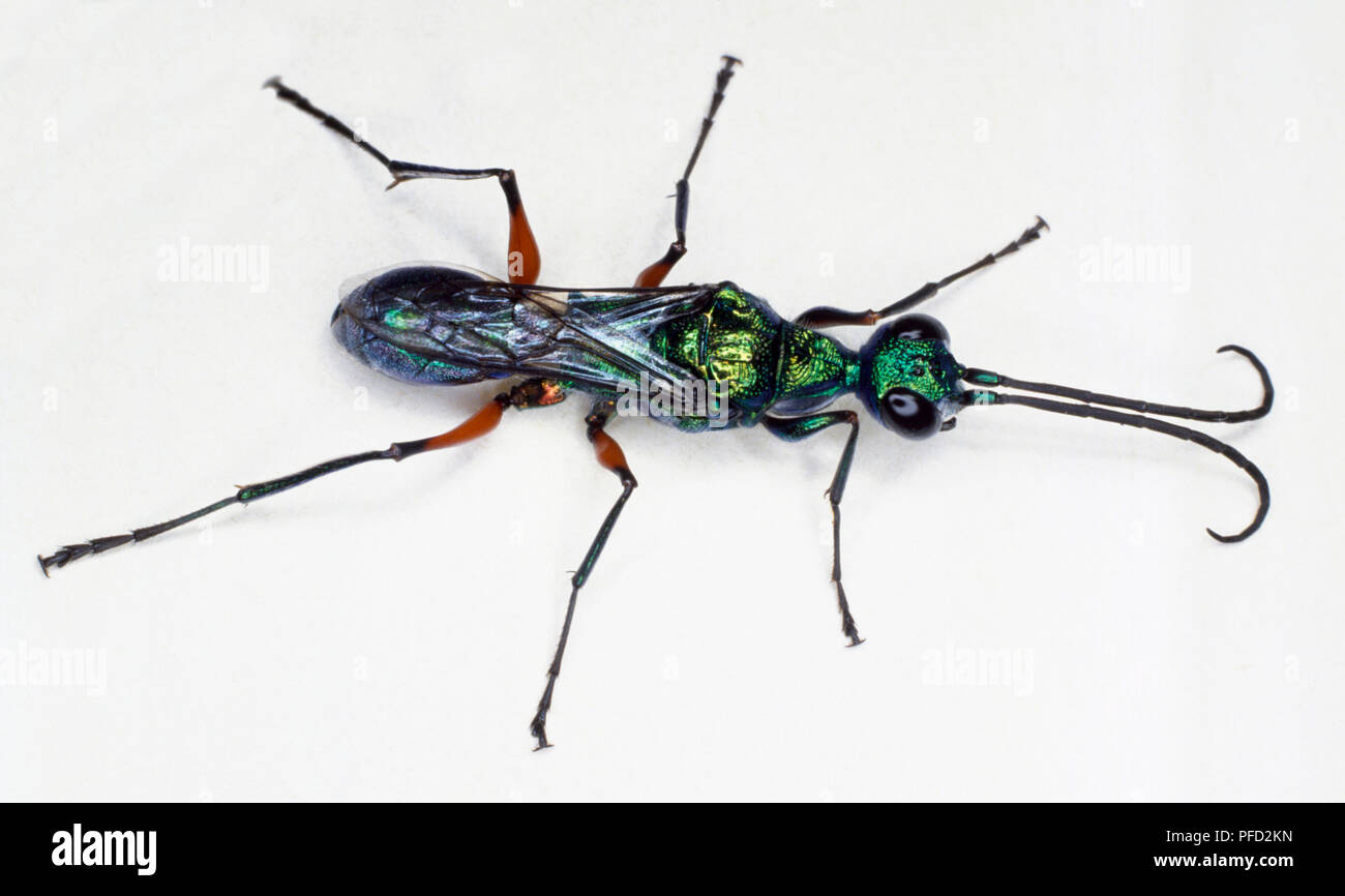 Ampulex hi-res stock photography and images - Alamy