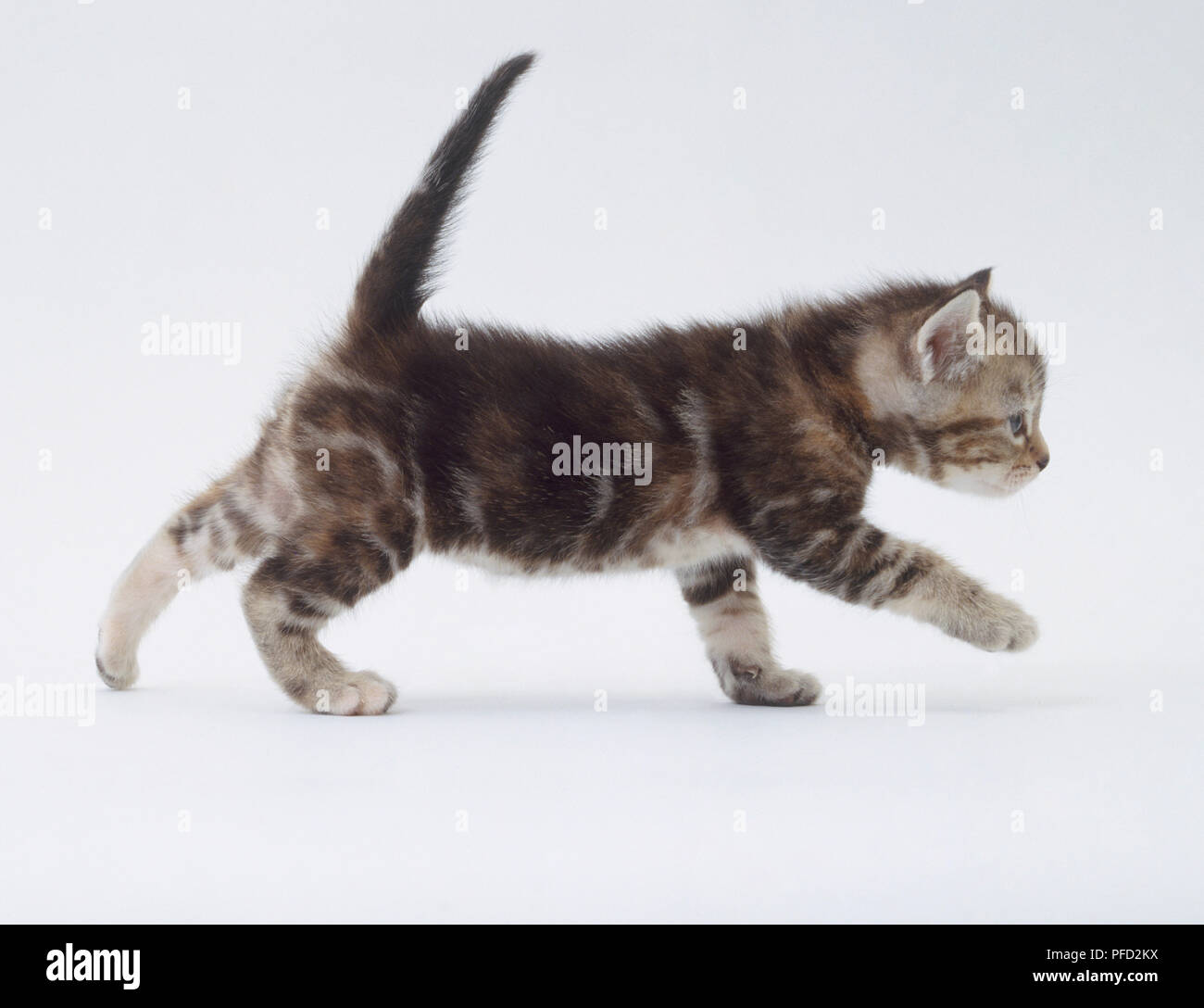 Tail first hi-res stock photography and images - Alamy