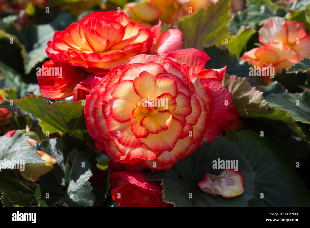 Begonia F1 Majestic Sunburst Stock Photo - Alamy