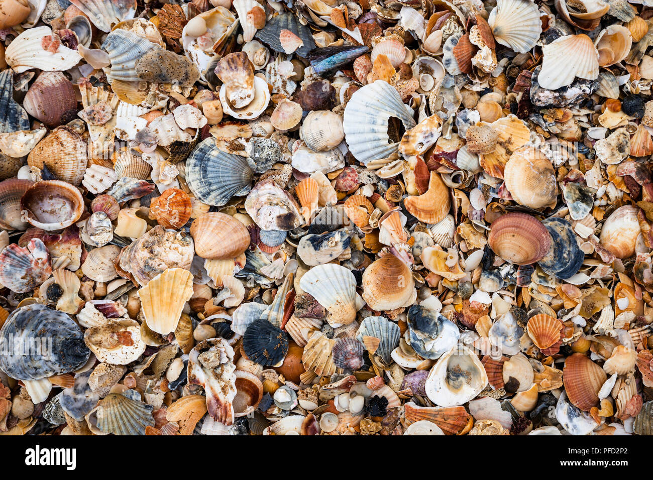 Sea shell abstract background Stock Photo - Alamy