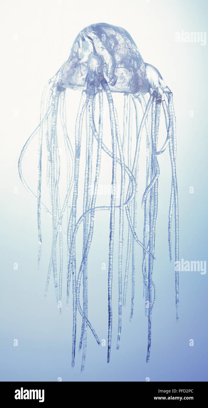 Model of a box jellyfish Stock Photo - Alamy