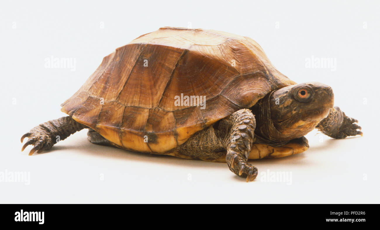 Tortoise (Testudinidae), side view Stock Photo - Alamy