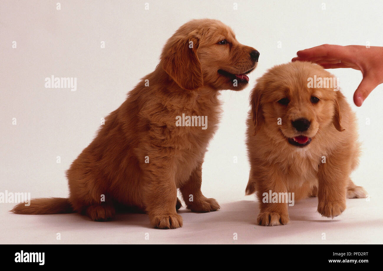 Being patted hi-res stock photography and images - Alamy