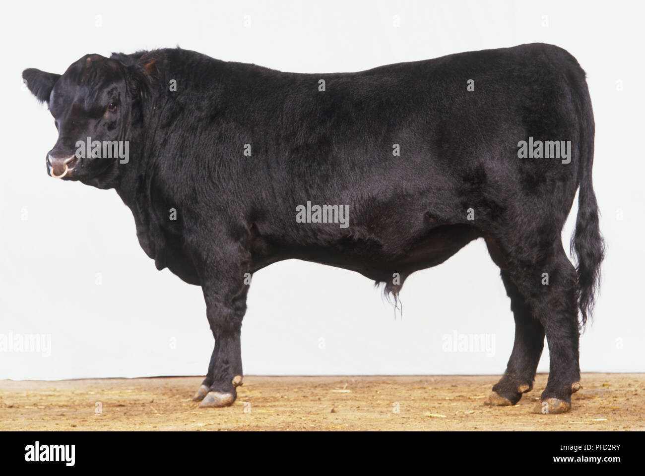 Profile of 20-month-old pure-bred Aberdeen Angus bull by a Canadian ...