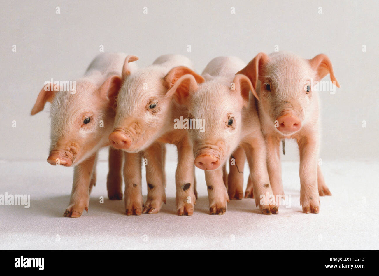 Row piglets hi-res stock photography and images - Alamy