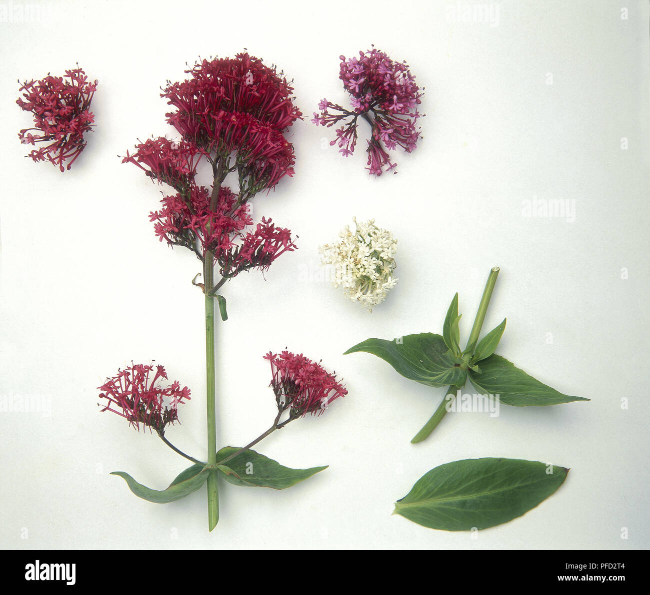Family valerian plants valerianaceae hi-res stock photography and ...