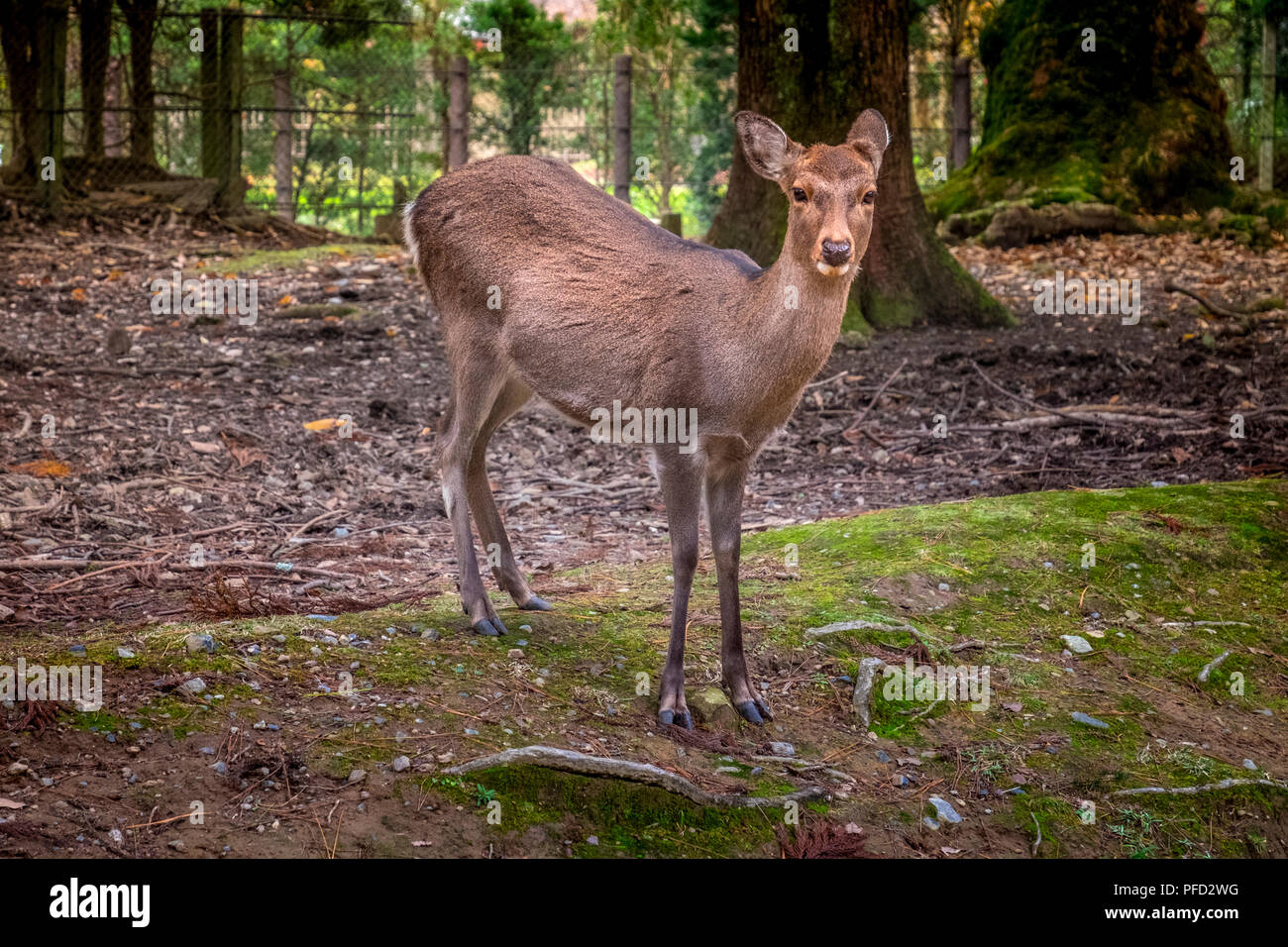 Deers in Kasuga Taisha, Nara, Kansai, Japan Stock Photo - Alamy