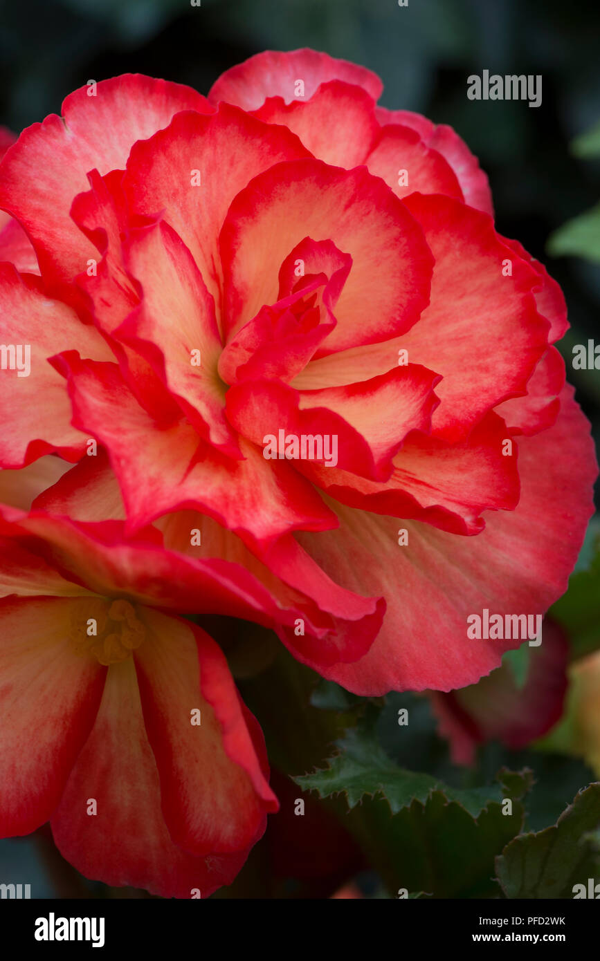 Begonia majestic sunburst hi-res stock photography and images - Alamy