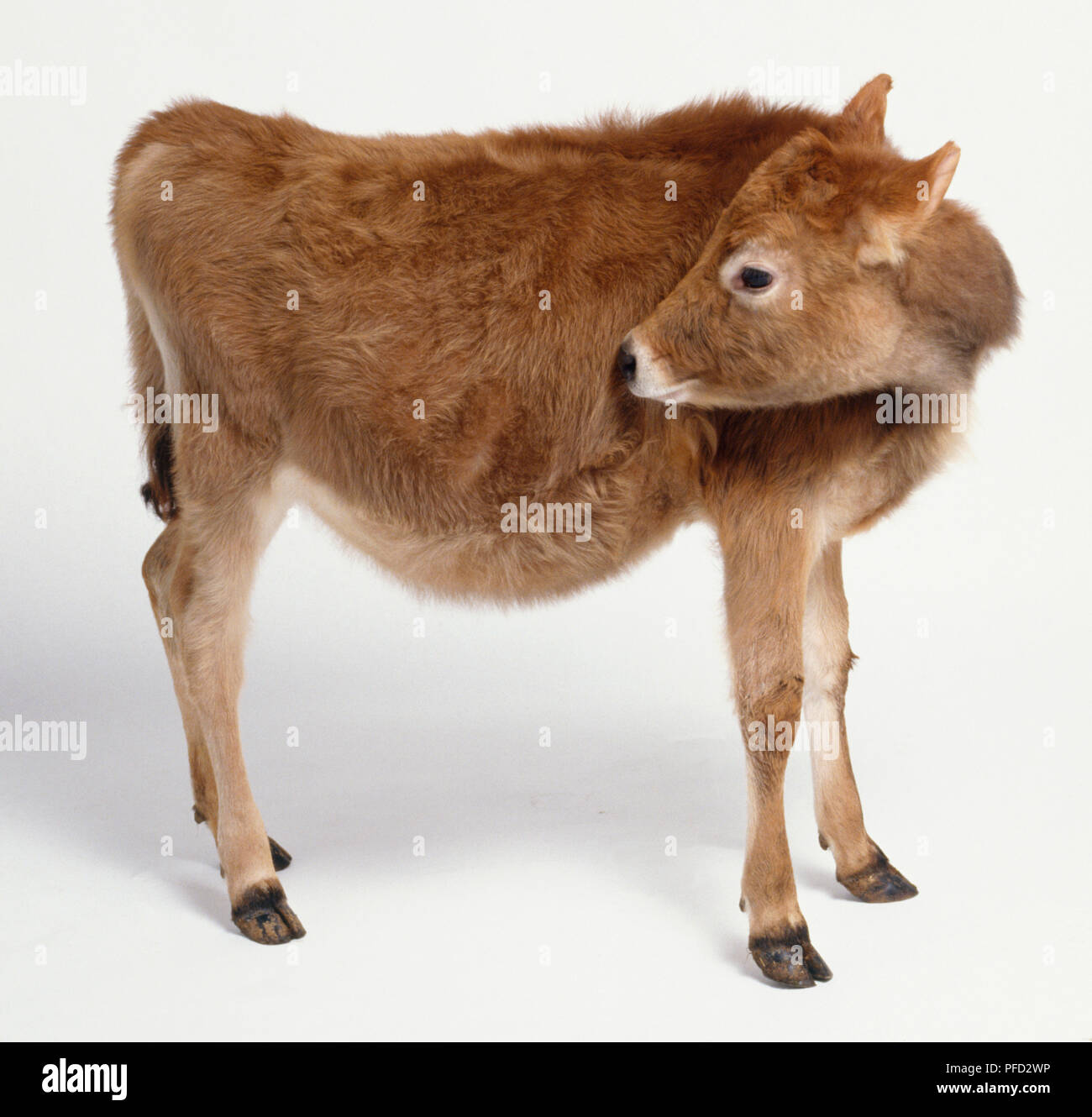 Young Jersey calf, aged 5 months, thick tan coloured winter fur, head ...