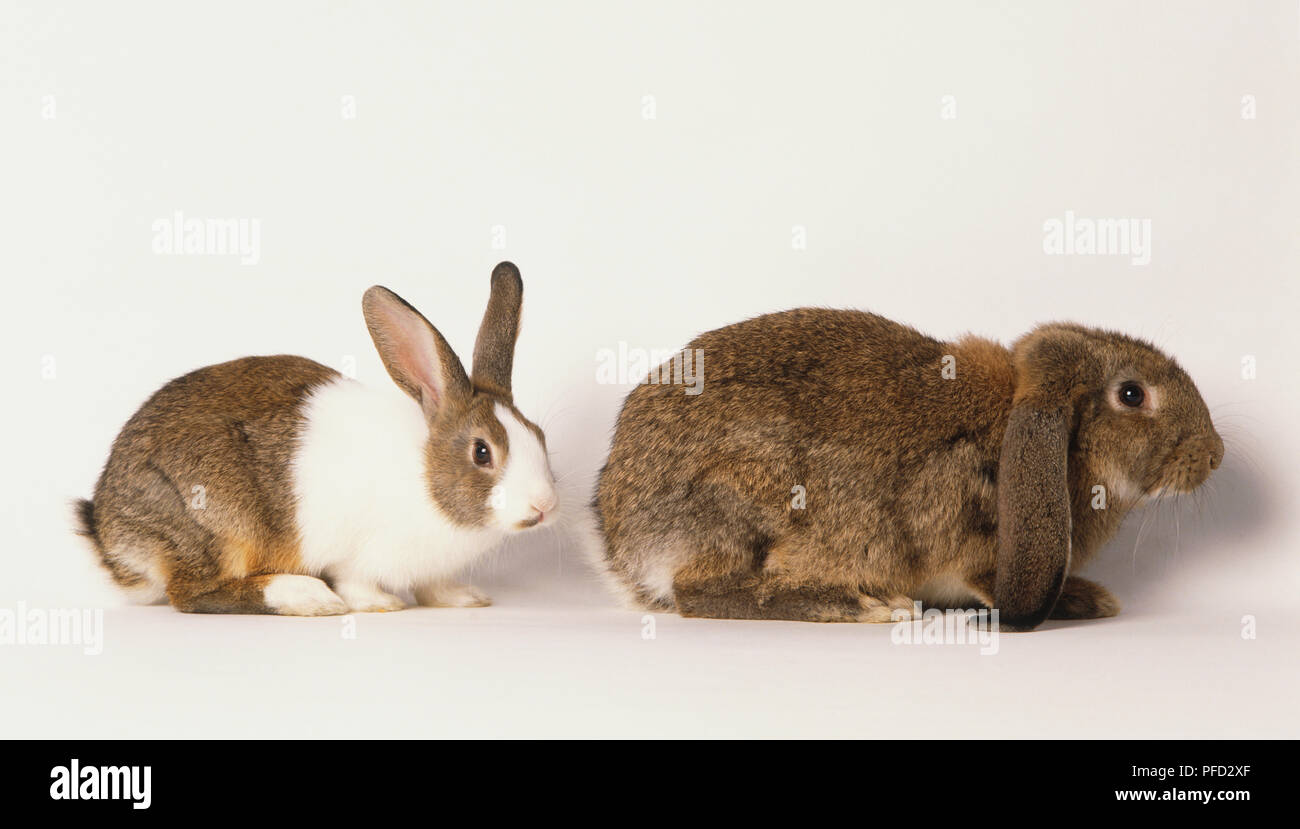 Two brown rabbits hi-res stock photography and images - Alamy