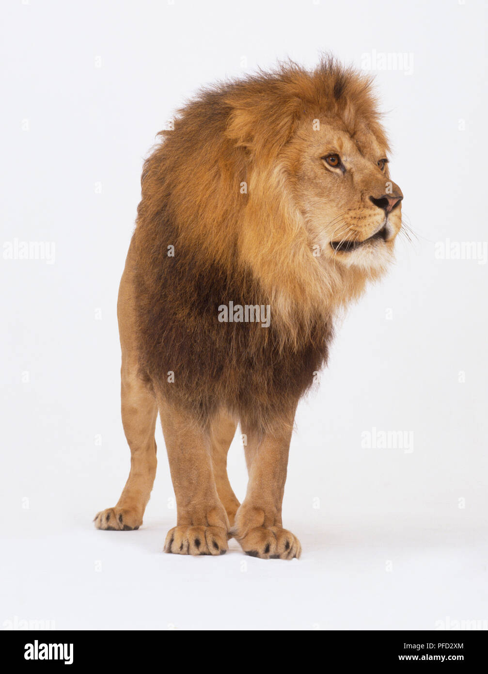 Male Lion (Panthera leo), standing with its head turned to one side ...