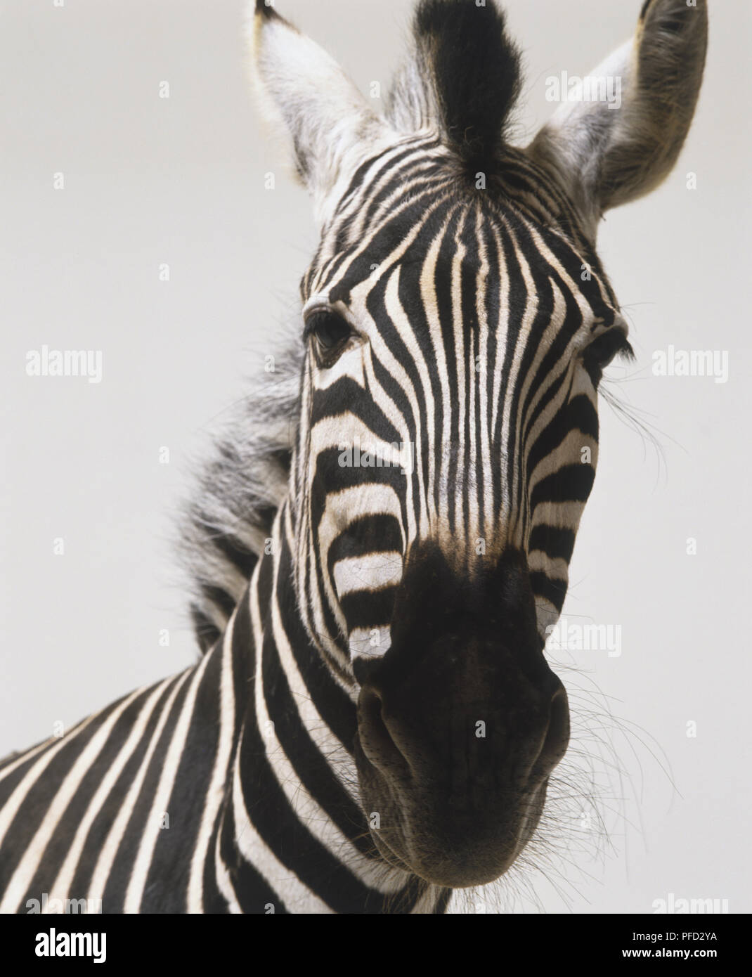 Headshot of a Common Zebra (Equus burchelli) facing forward Stock Photo - Alamy