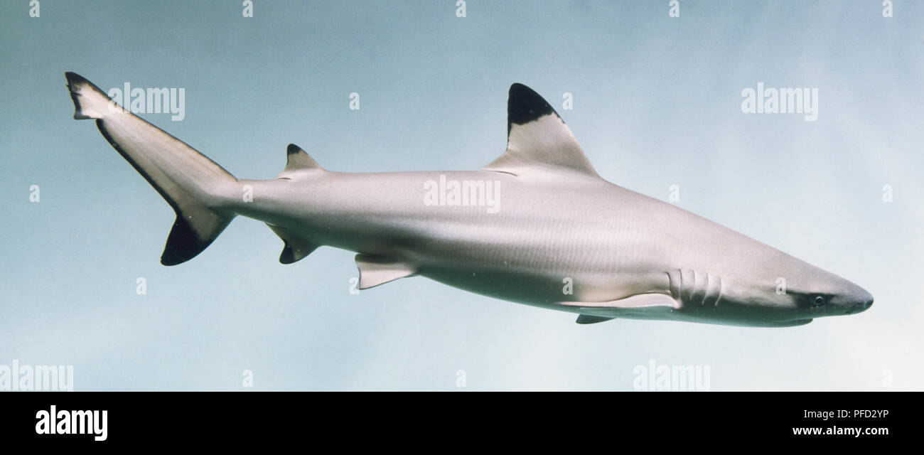 Shark Side View High Resolution Stock Photography and Images - Alamy