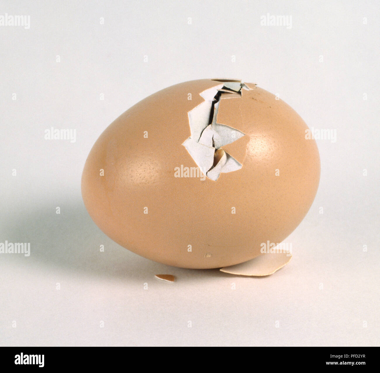 Baby hatching from egg hi-res stock photography and images - Alamy