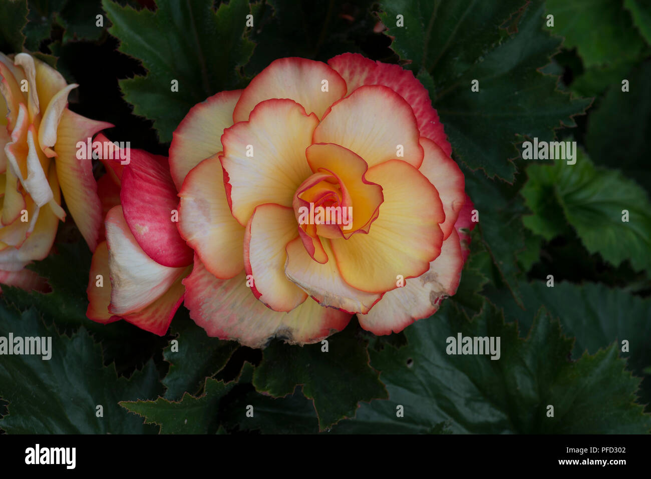 Begonia sunburst hi-res stock photography and images - Alamy