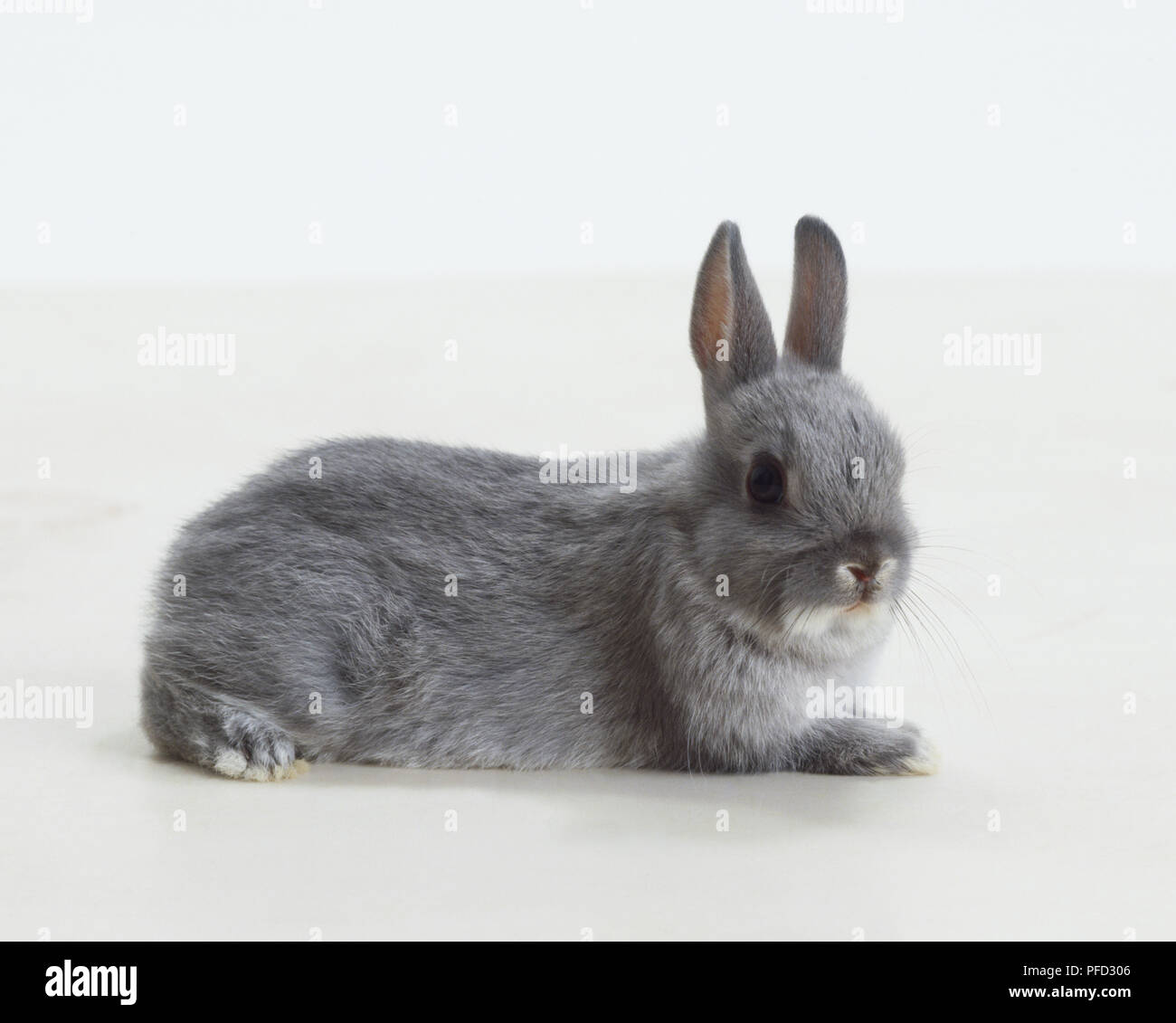Small grey Rabbit (Leporidae) lying down, side view Stock Photo - Alamy