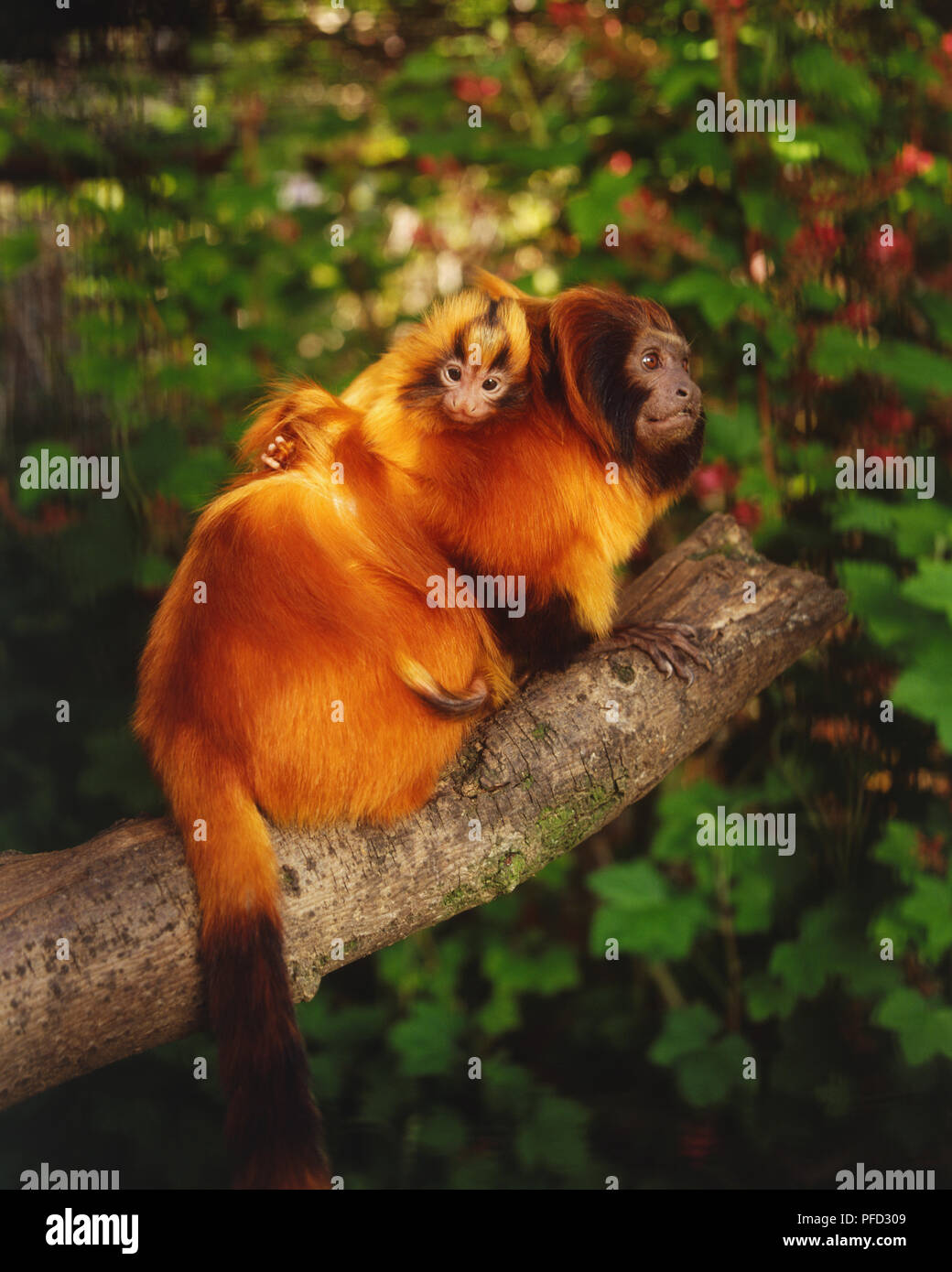 Golden Lion Tamarins, leontopithecus rosalia, adult carrying baby on ...