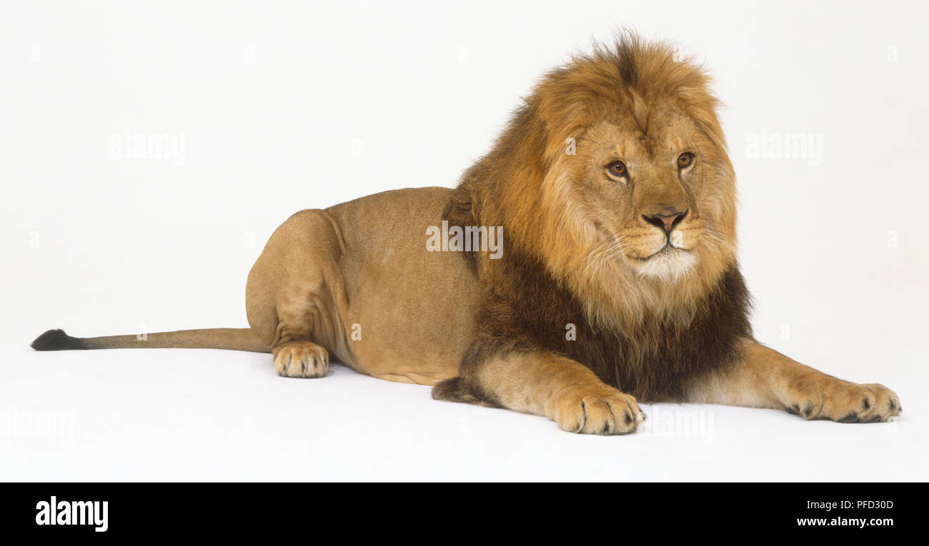 Male Lion (Panthera leo) lying down Stock Photo - Alamy