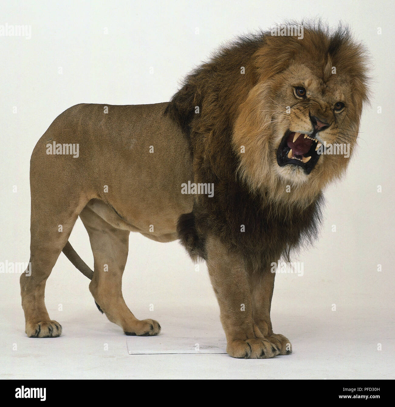 Male Lion roaring Stock Photo - Alamy