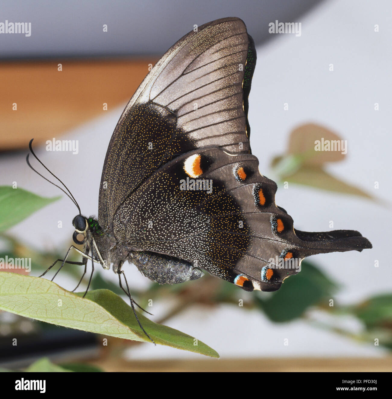 Butterfly Wings Side View Blue